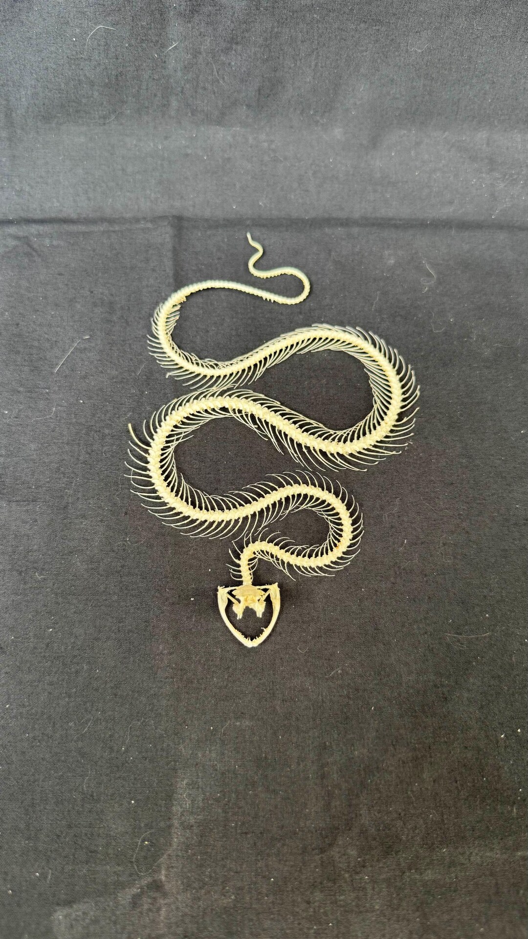 Real Taxidermy Snake Trimeresurus Albolabris Curved - Etsy