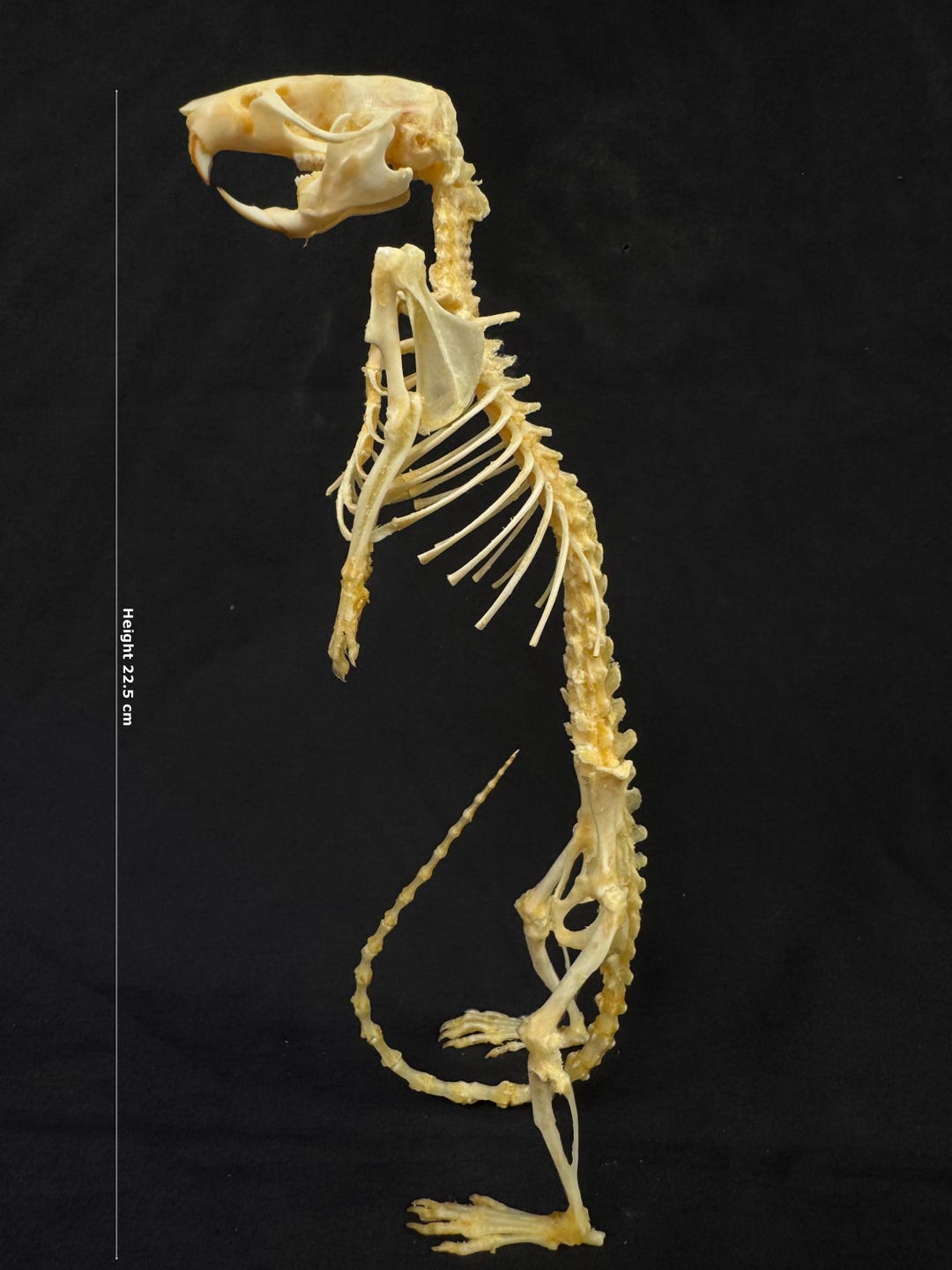 Real Taxidermy Rattus Norvegicus Standing Skeleton - Etsy