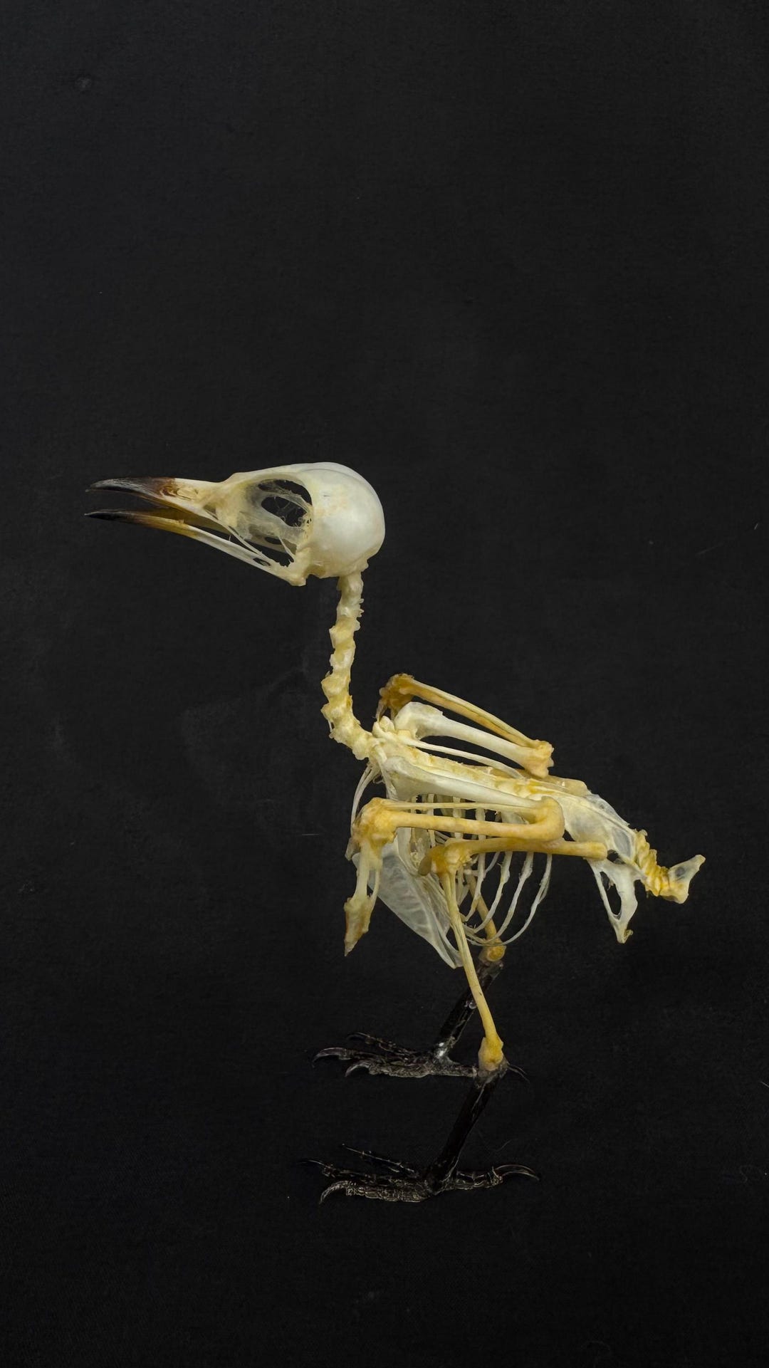 Real Taxidermy Bird Pycnonotus Aurigaster Skeleton - Etsy