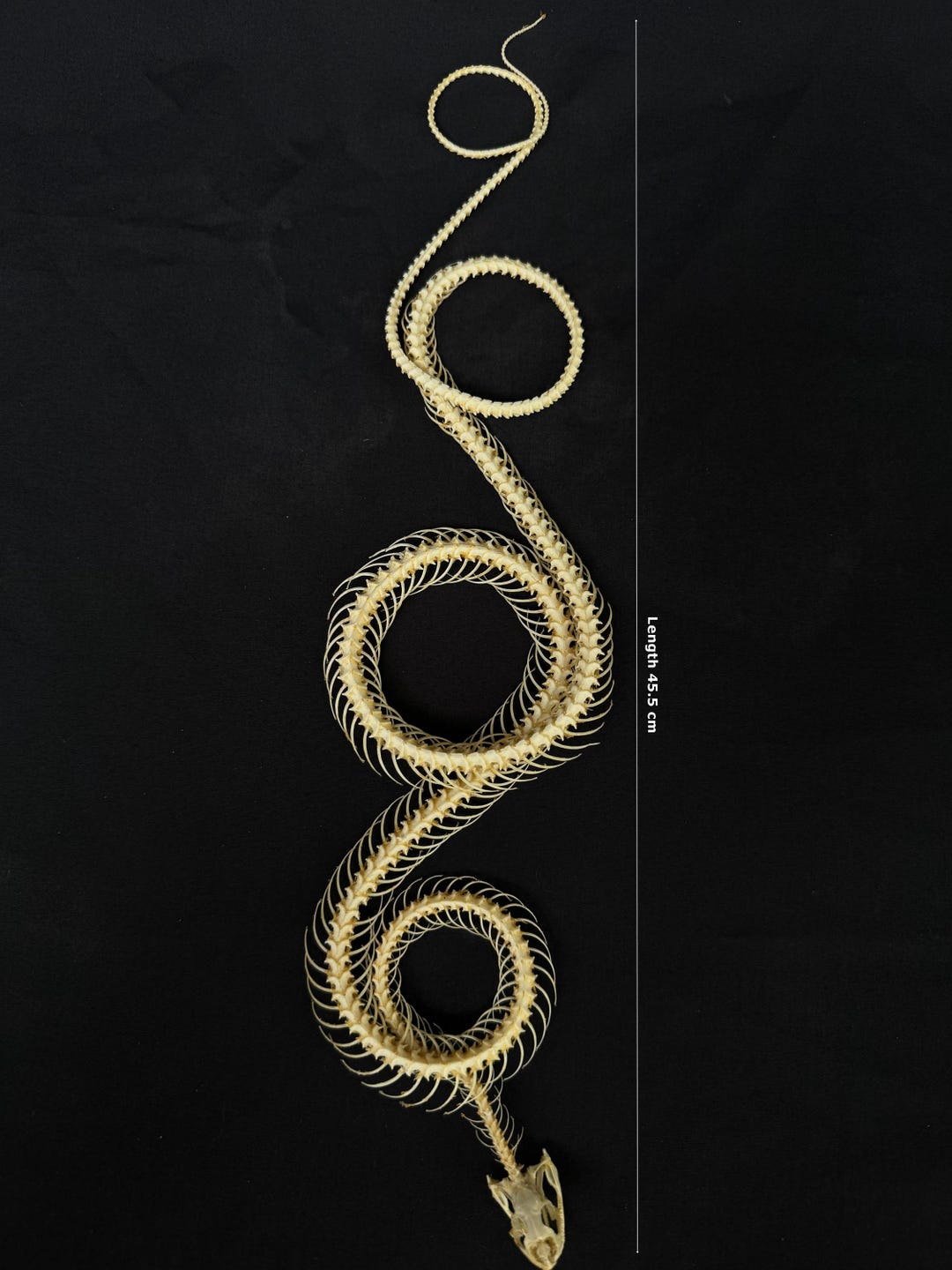 Real Taxidermy Snake Ptyas Korros Skeleton (length Form) - Etsy