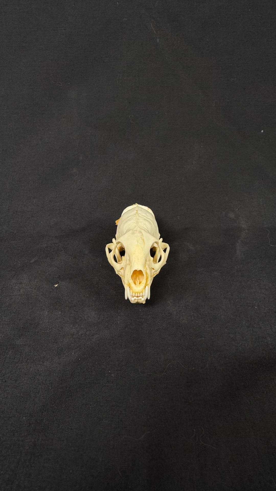 Real Taxidermy Skull Herpestes (mongoose) Javanicus - Etsy