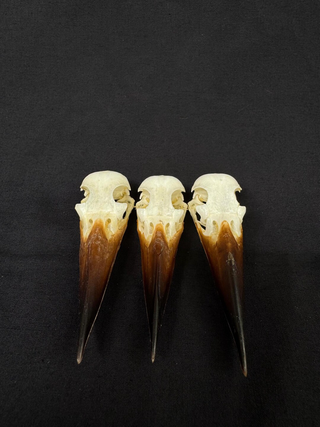Real Taxidermy Skull Bird King Fisher Black Beak (3pcs) - Etsy