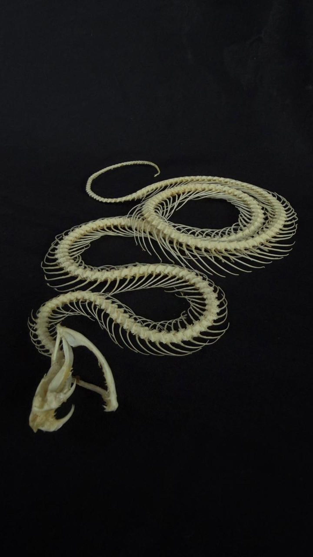 Real Taxidermy Snake Trimeresurus Albolabris One Coiled - Etsy