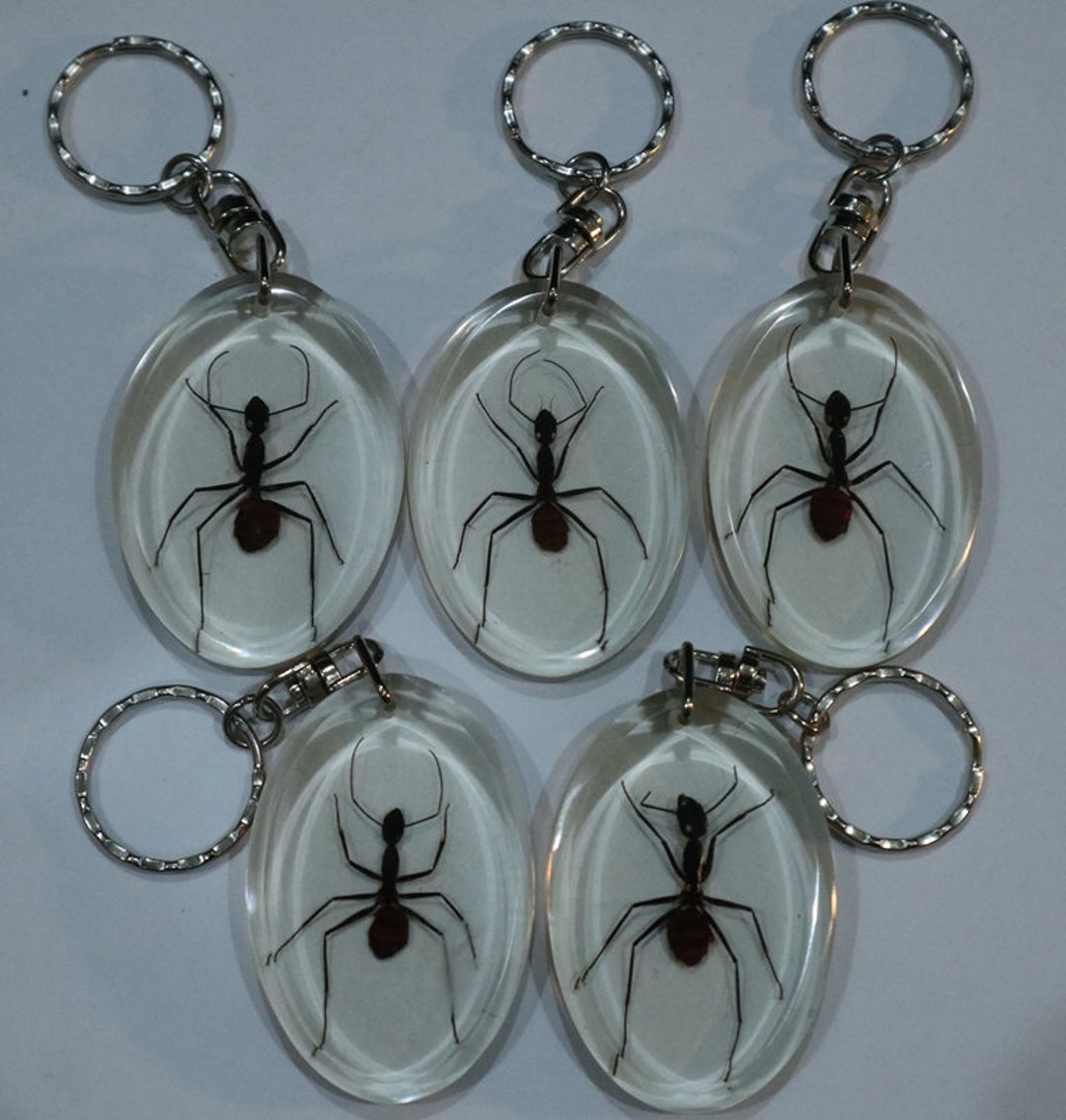 Dinomyrmex Genus Ant Keychains Encased in Clear Resin lots 5 Pcs - Etsy