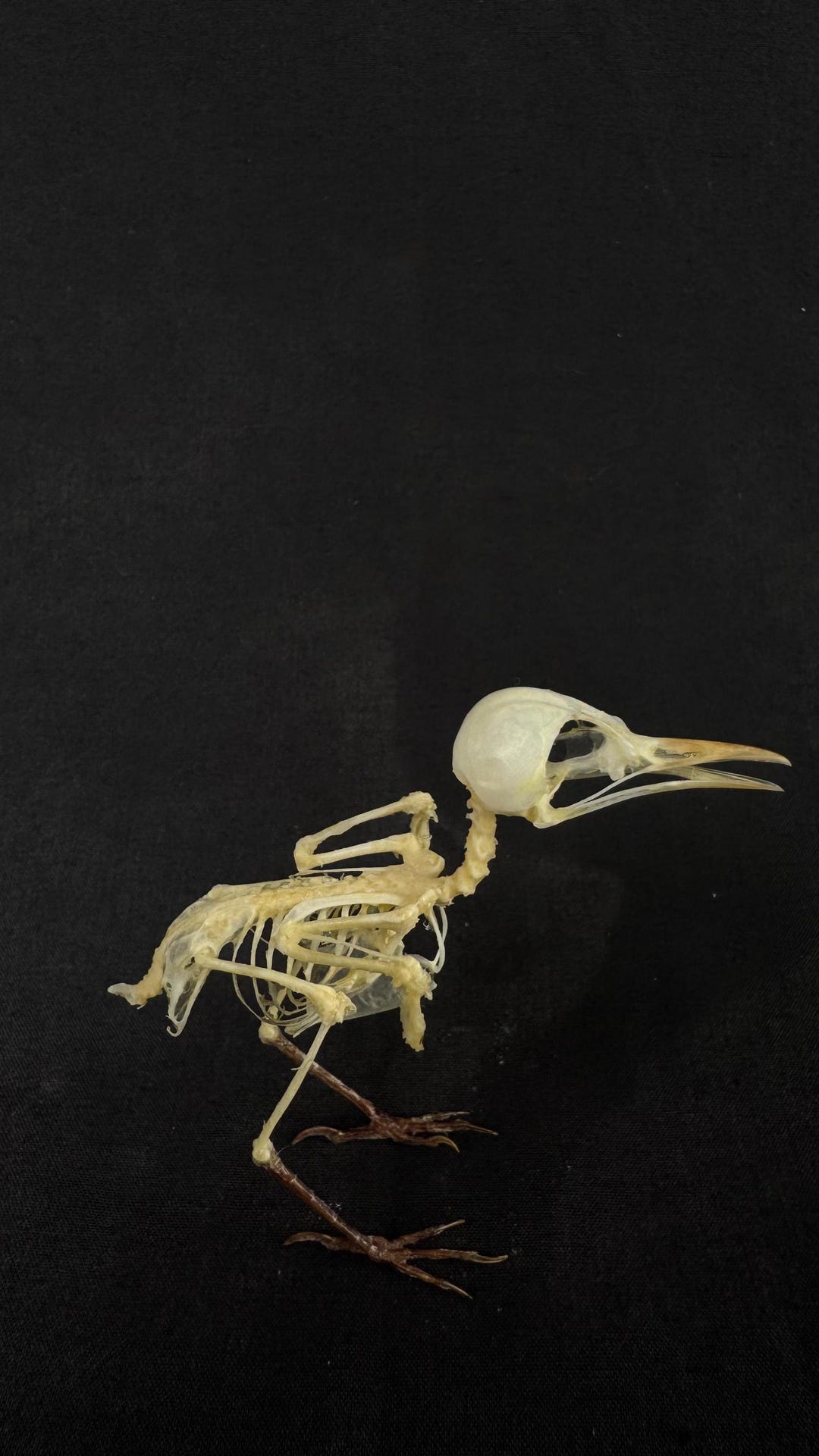 Real Taxidermy Bird Orthotomus Ruficeps Skeleton - Etsy