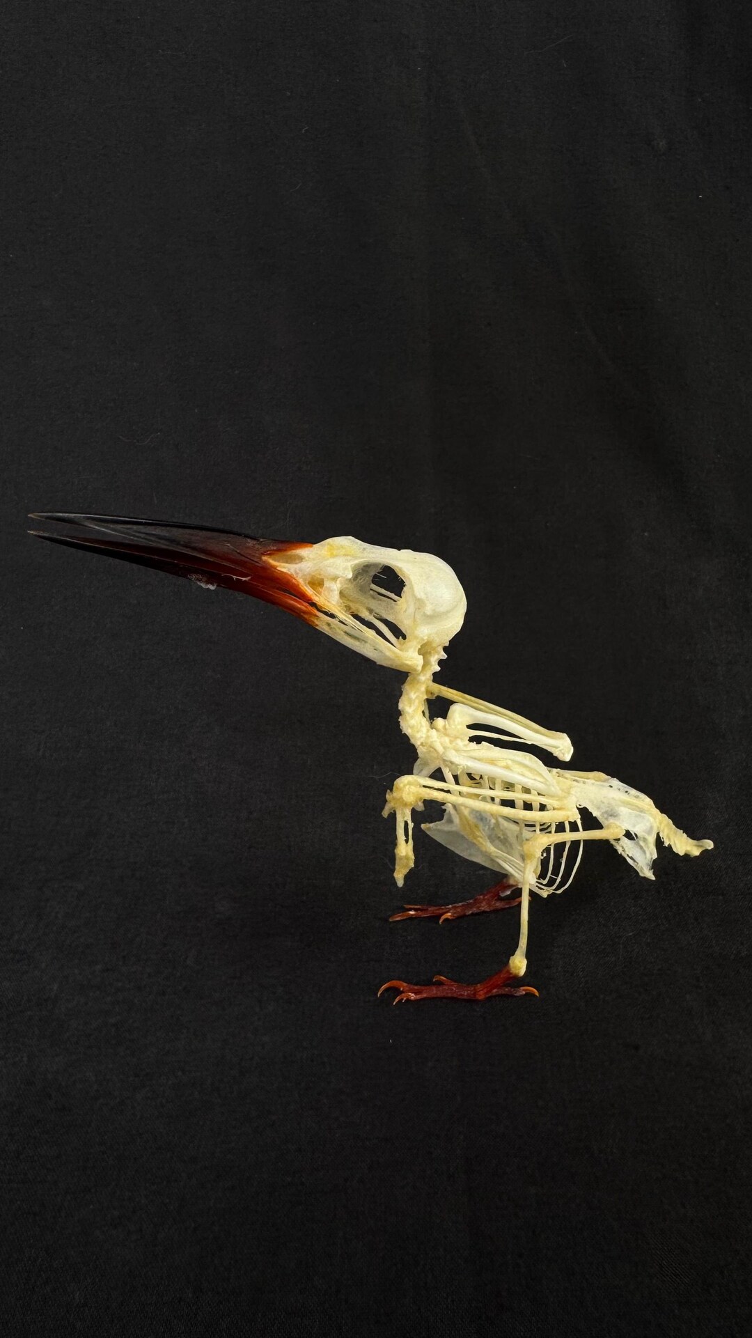 Real Taxidermy Alcanidae Bird Skeleton - Etsy