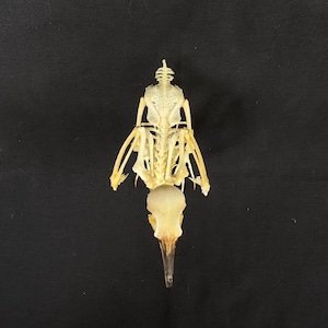 Real Taxidermy Streptopelia Chinensis spotted Dove Bird Skeleton - Etsy