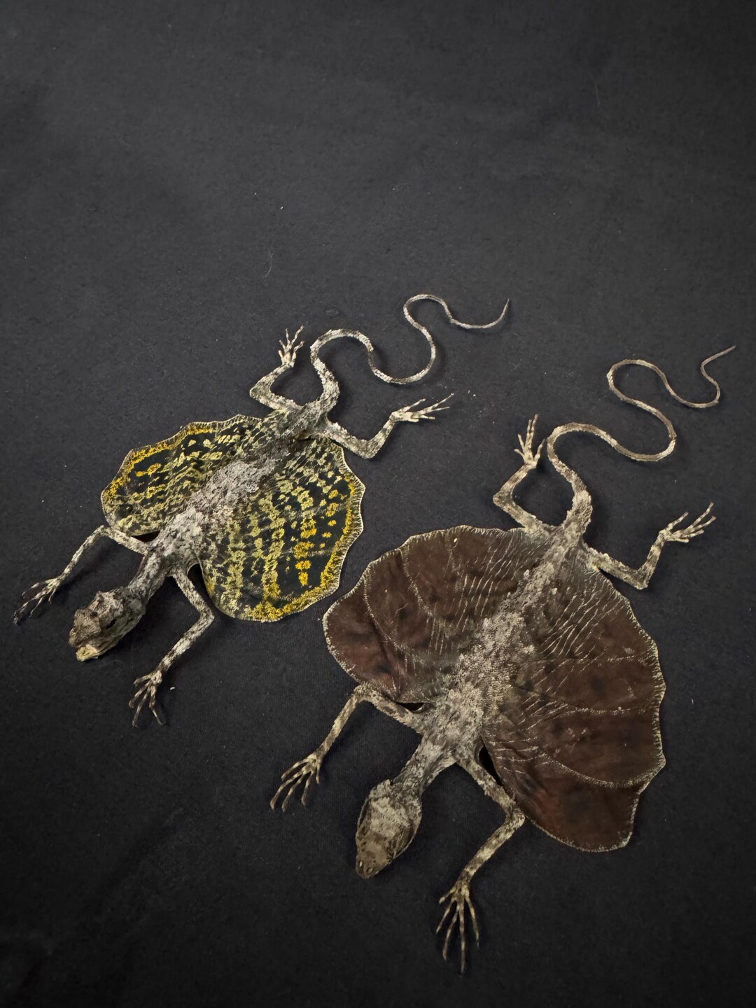 Real Taxidermy Flying Lizard Freeze-dried (yellow and Red Wings) - Etsy