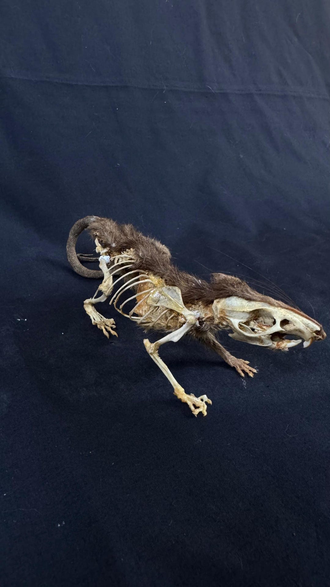 Real Taxidermy Half Rattus Argentiventer Skeleton rat - Etsy