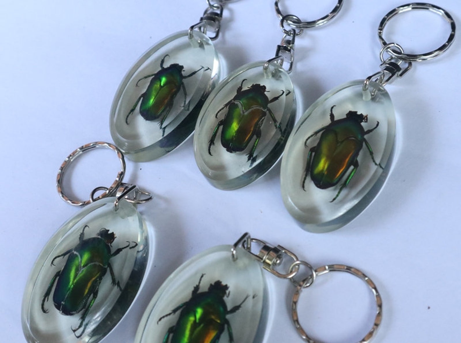 Real Green Rose Chafer Beetle Keychains Encased in Clear Resin lots 5 ...