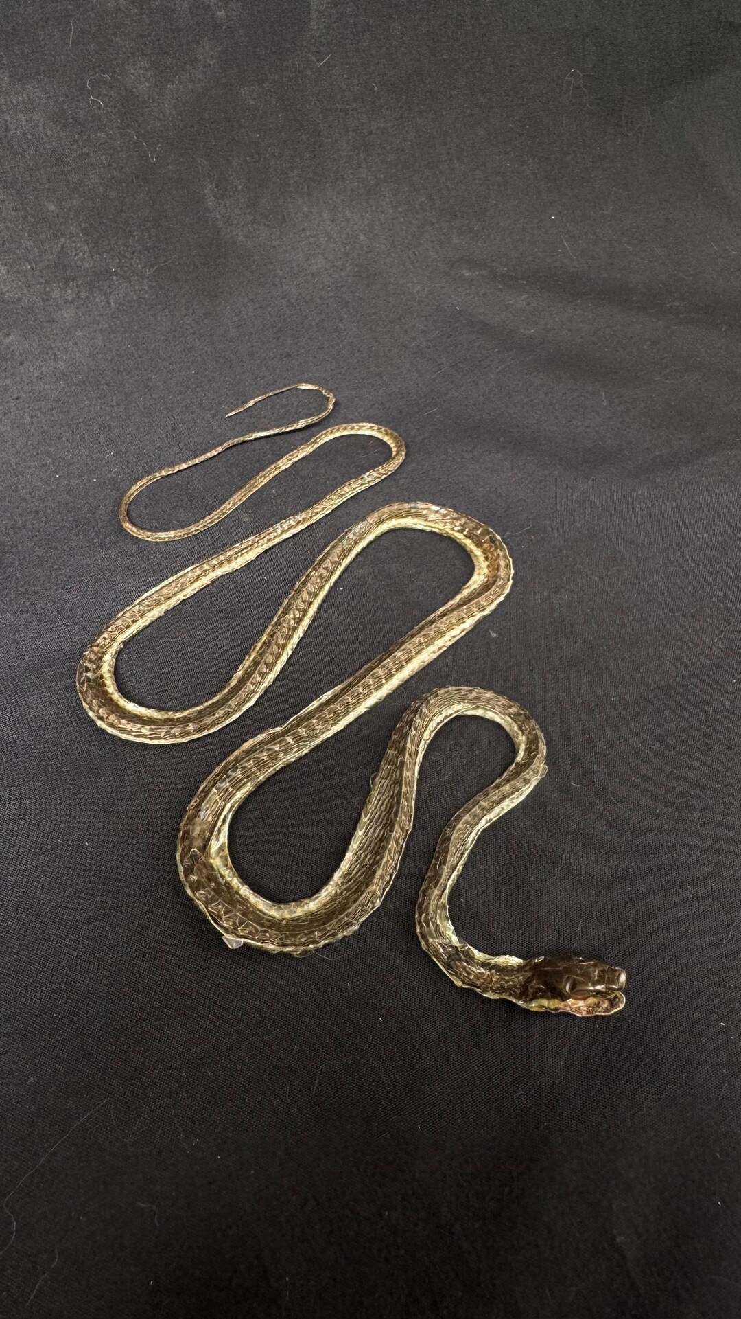 Real Taxidermy Snake Dendrelaphis Pictus Freeze-dried - Etsy