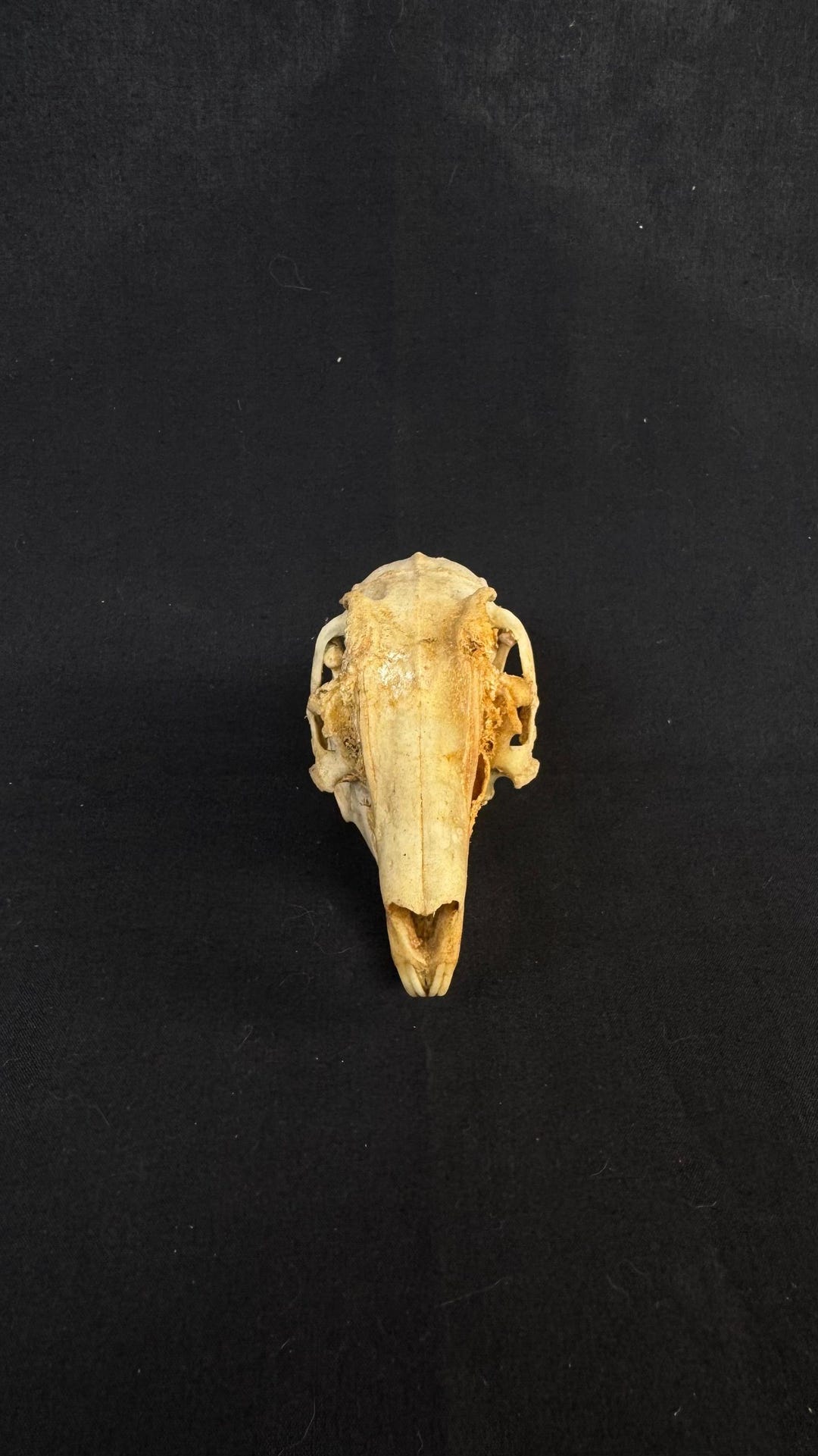 Real Taxidermy Asian Rabbit Skull - Etsy