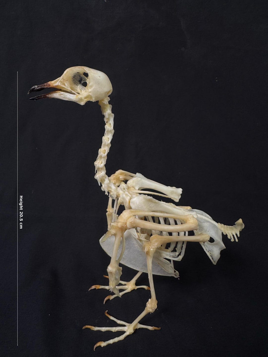 Real Taxidermy Pigeon Skeleton - Etsy