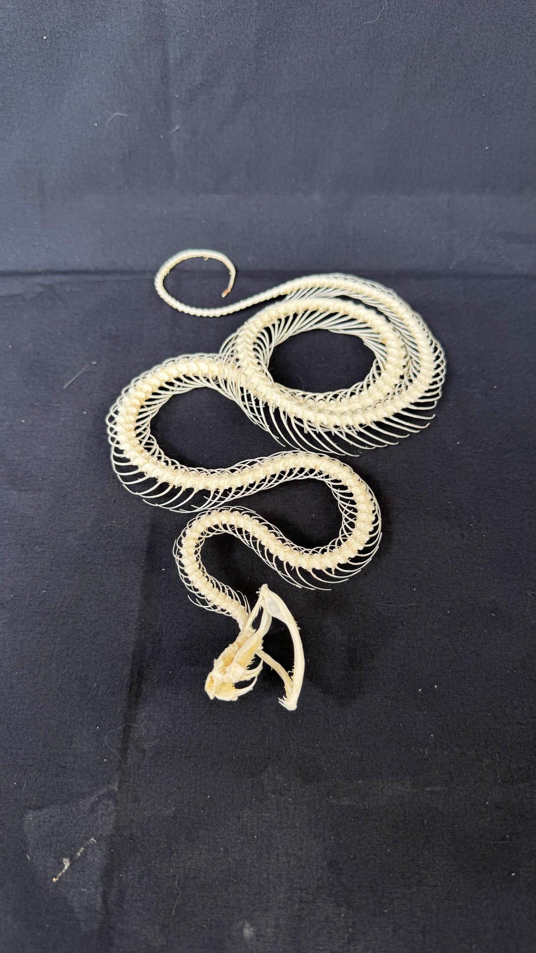 Real Taxidermy Snake Trimeresurus Albolabris One Coiled - Etsy