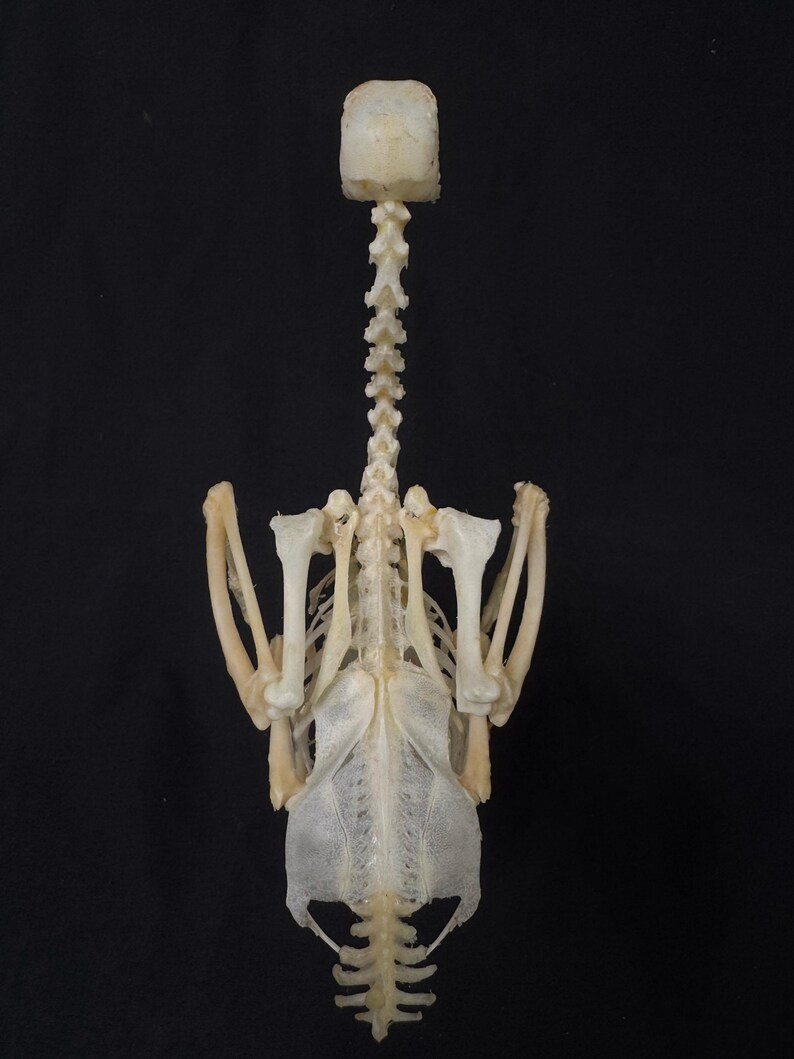 Real Taxidermy Pigeon Skeleton - Etsy