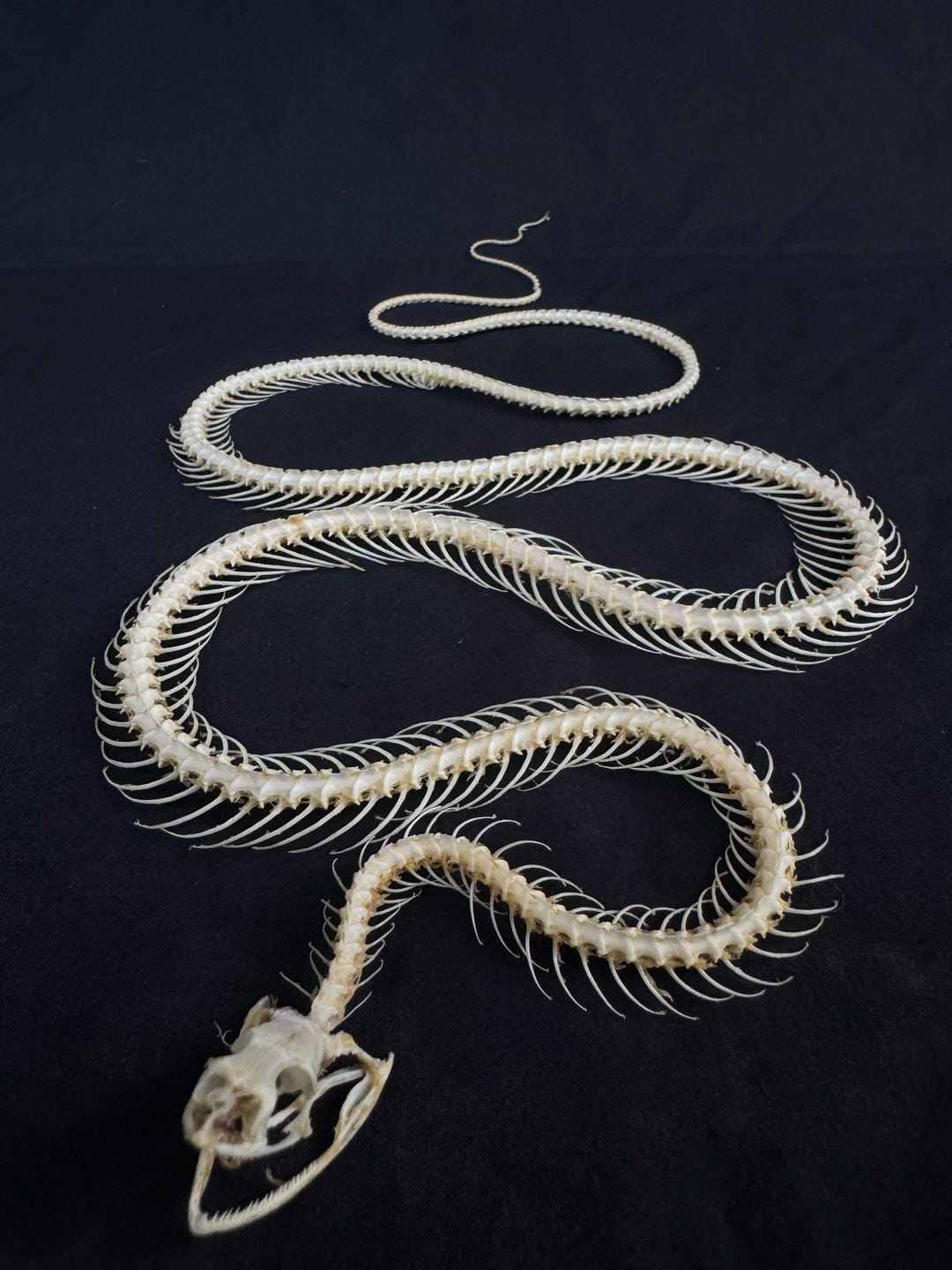 Real Taxidermy Snake Ptyas Korros Skeleton Curved Model - Etsy