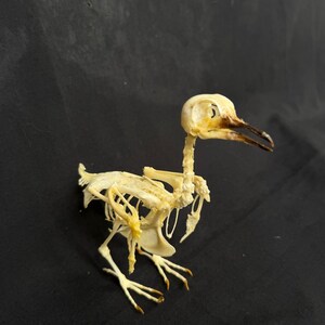 Real Taxidermy Streptopelia Chinensis spotted Dove Bird Skeleton - Etsy
