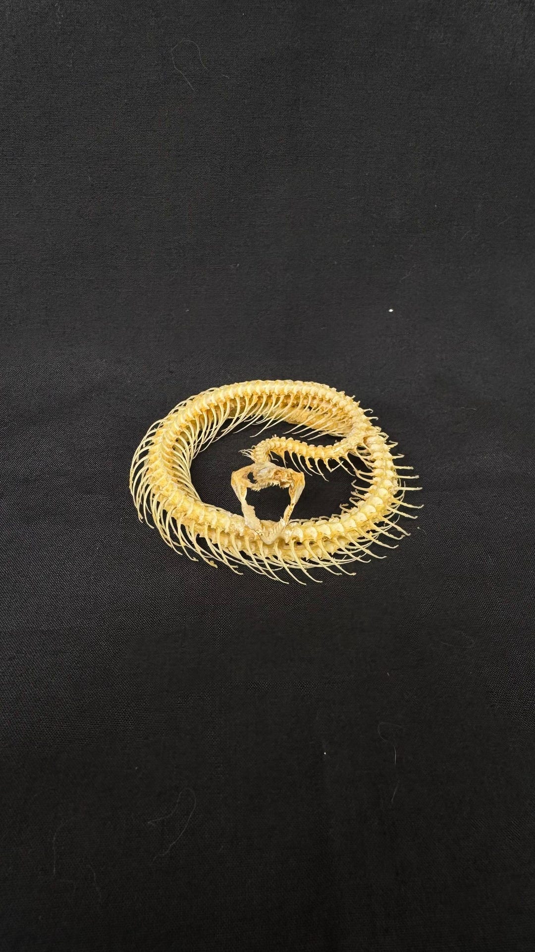 Real Taxidermy Skeleton Snake Xenochrophis Vittatus Coiled - Etsy