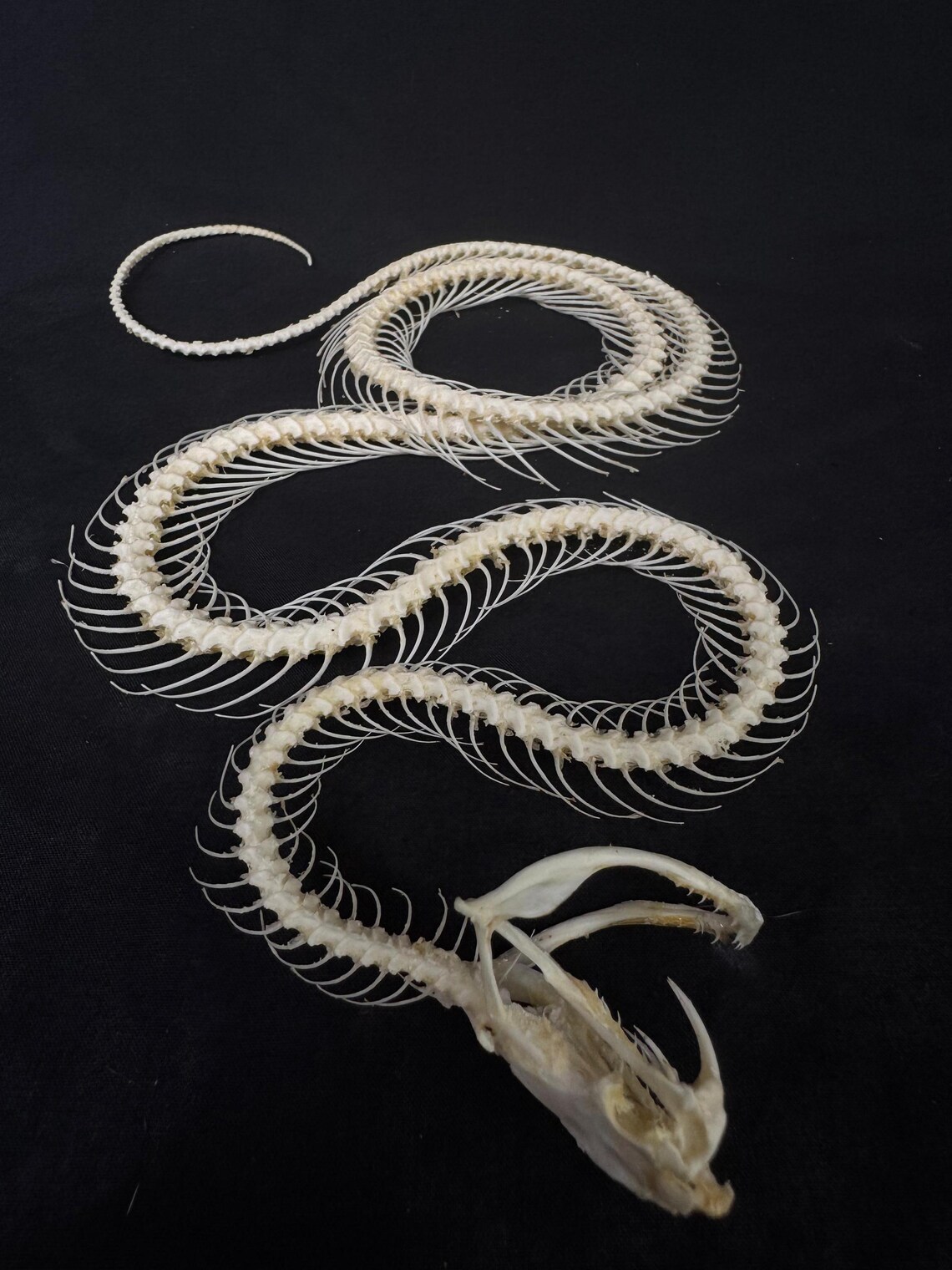 Real Taxidermy Snake Trimeresurus Albolabris One Coiled - Etsy