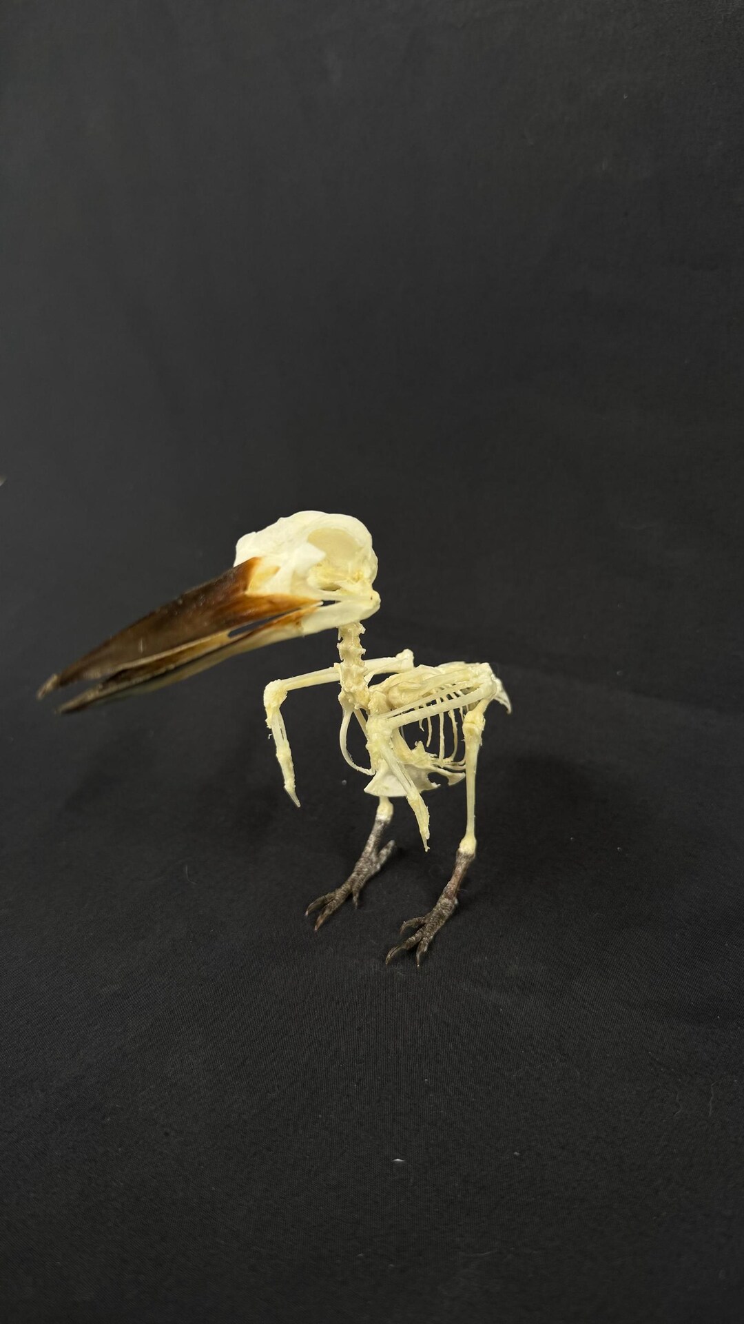 Real Taxidermy Bird Black Beak King Fisher Skeleton - Etsy