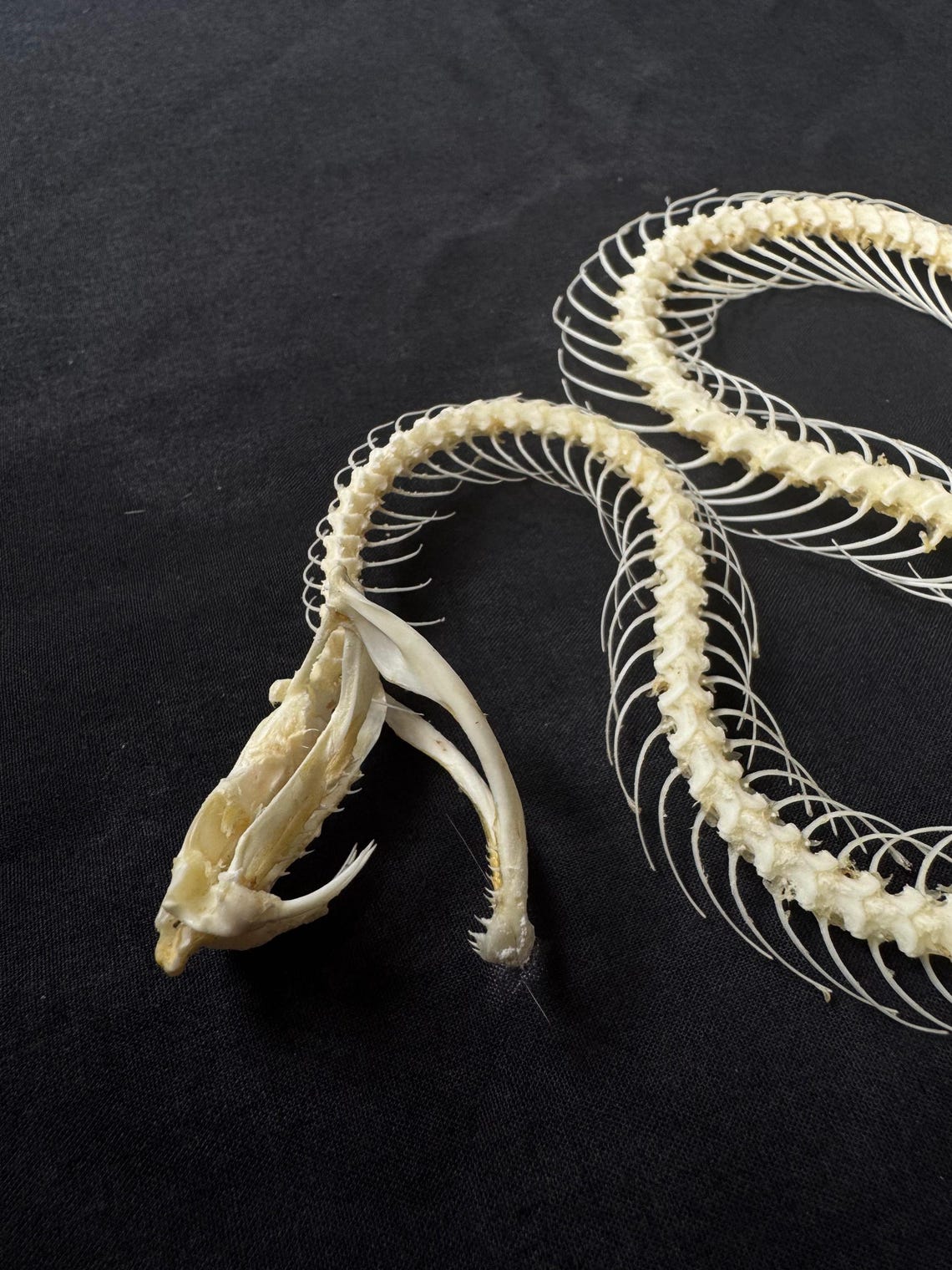 Real Taxidermy Snake Trimeresurus Albolabris One Coiled - Etsy