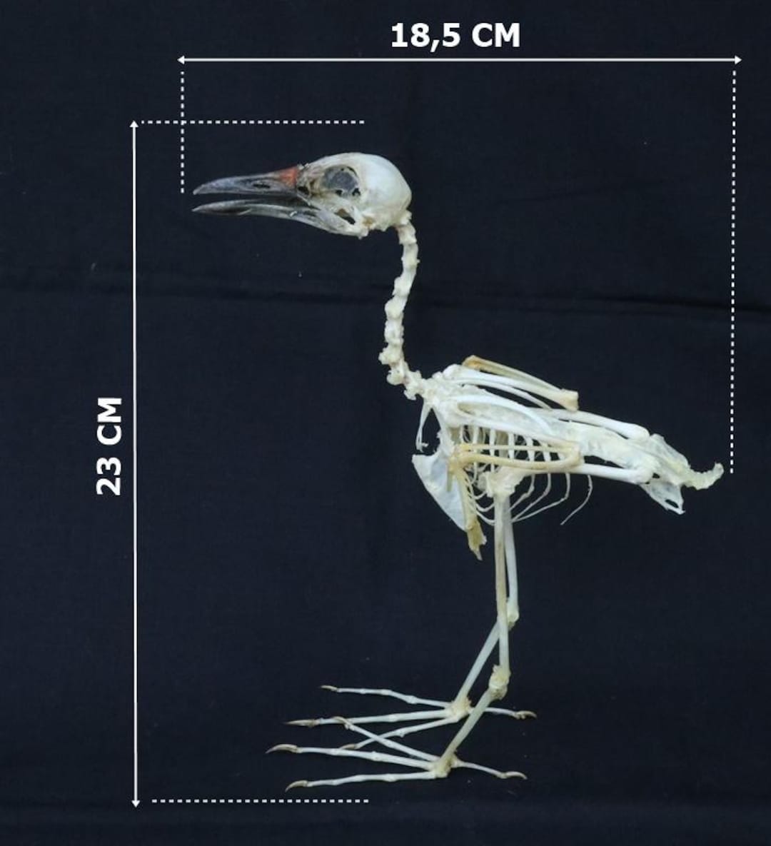 Real Taxidermy Pycnonotus Aurigaster sooty Headed Bulbul Bird Skeleton ...