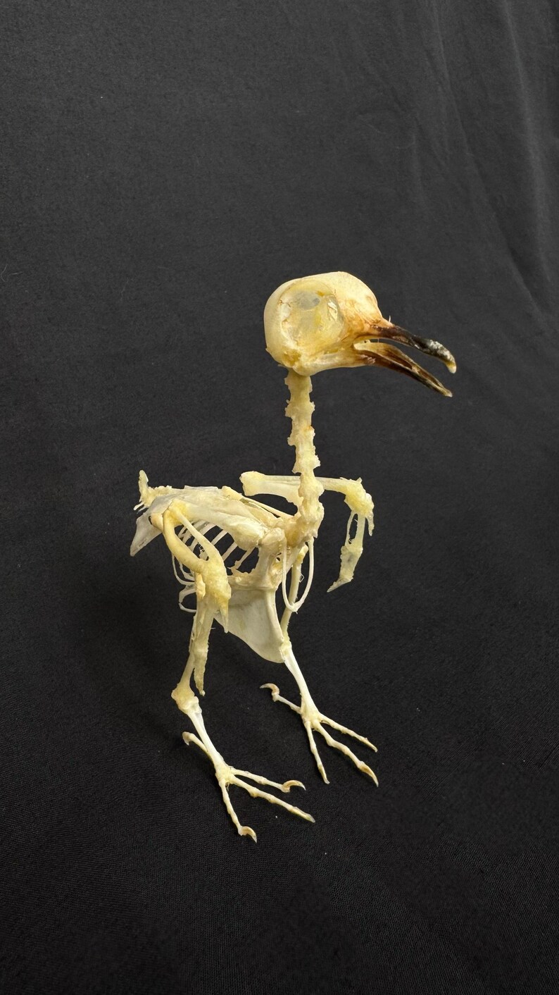 Real Taxidermy Geopelia Striata Bird Skeleton - Etsy
