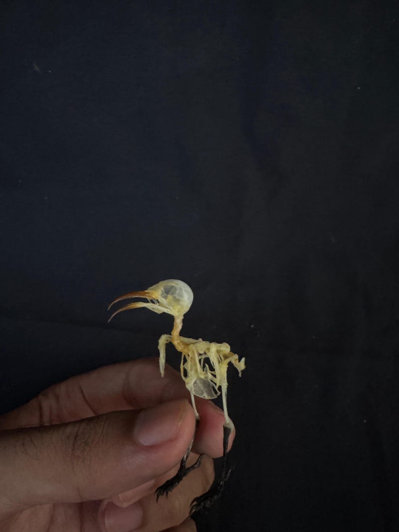 Real Taxidermy Colibri Bird Skeleton - Etsy