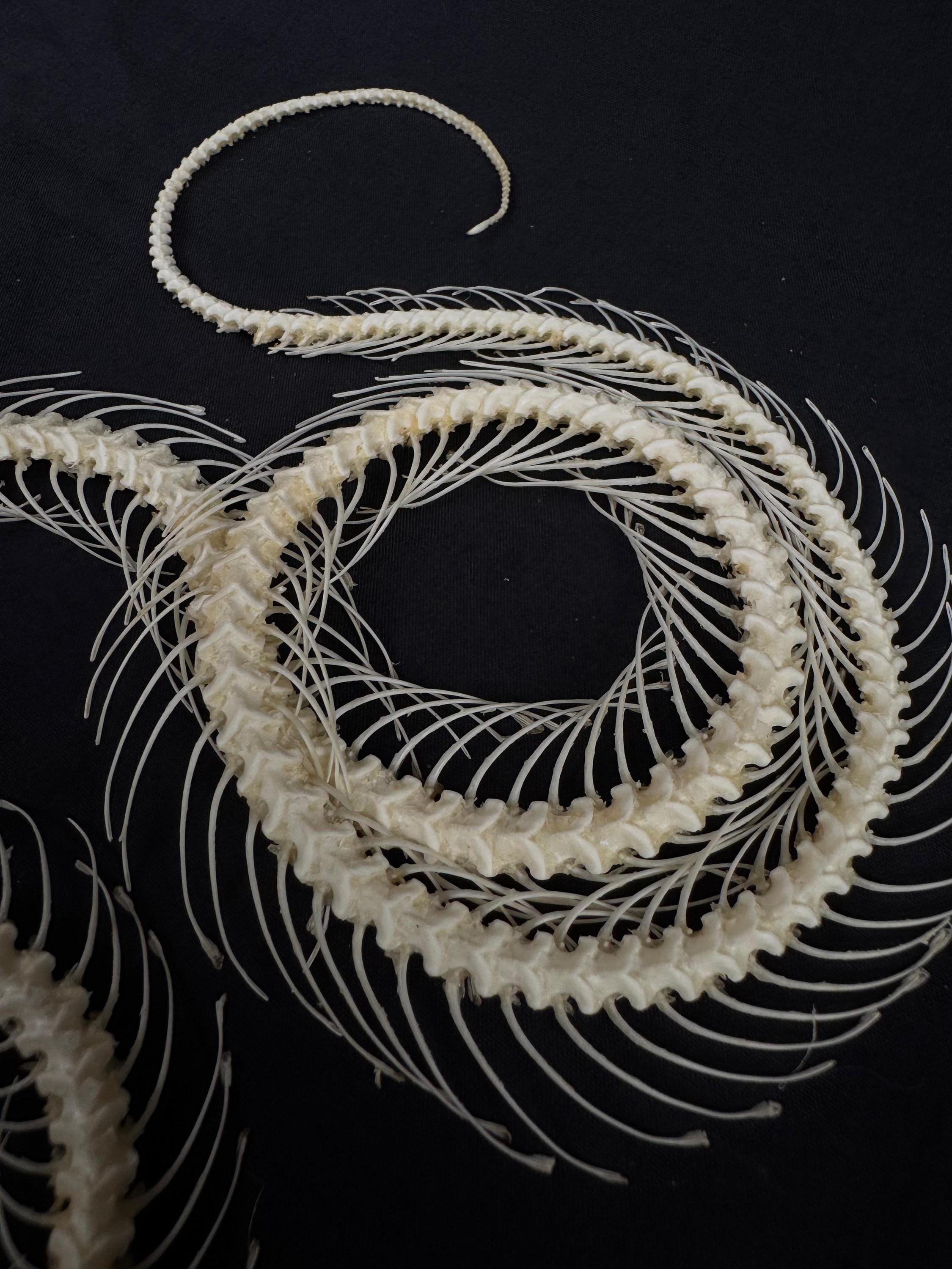 Real Taxidermy Snake Trimeresurus Albolabris One Coiled - Etsy