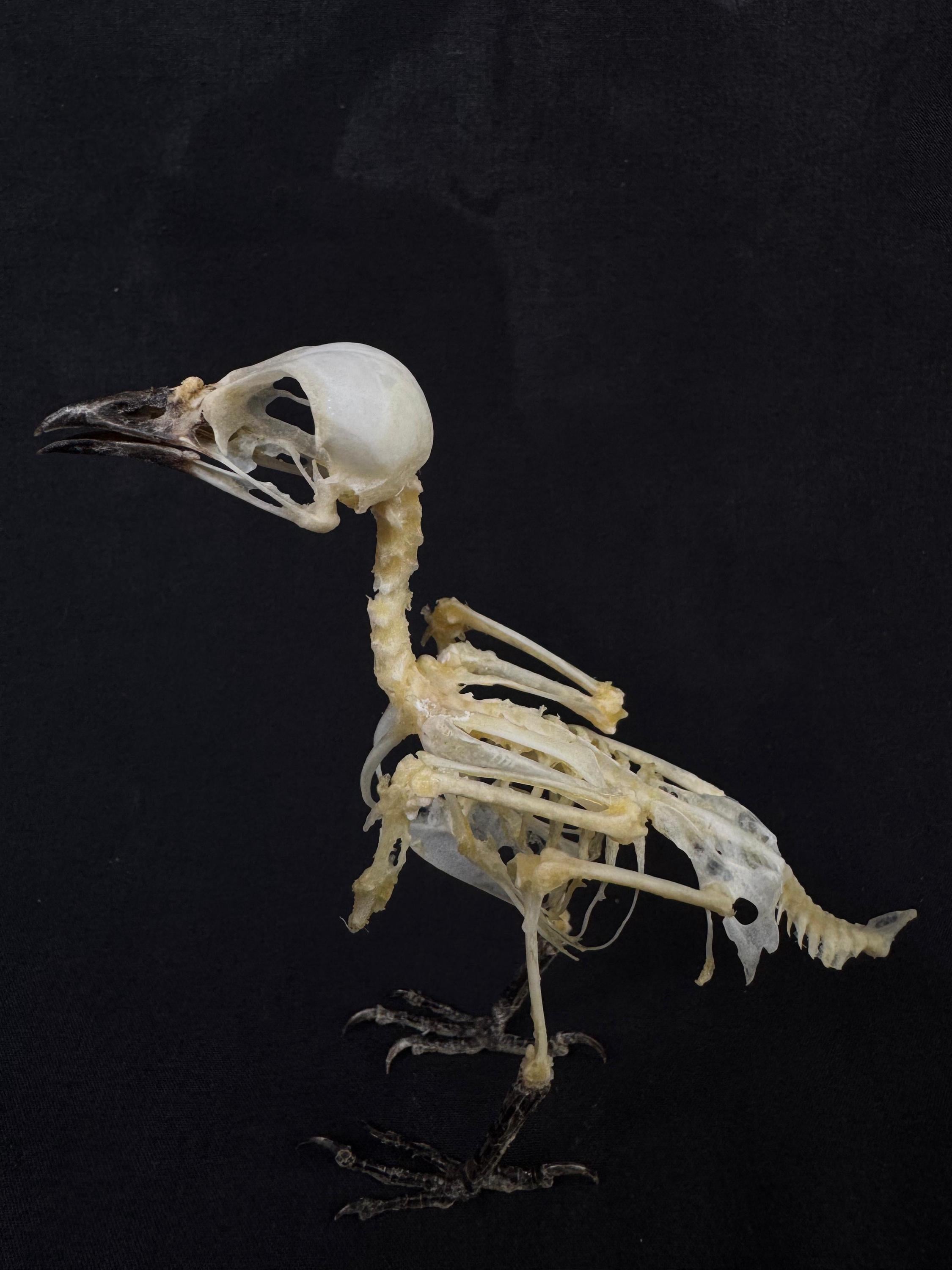 Real Taxidermy Javanese Finches Skeleton - Etsy