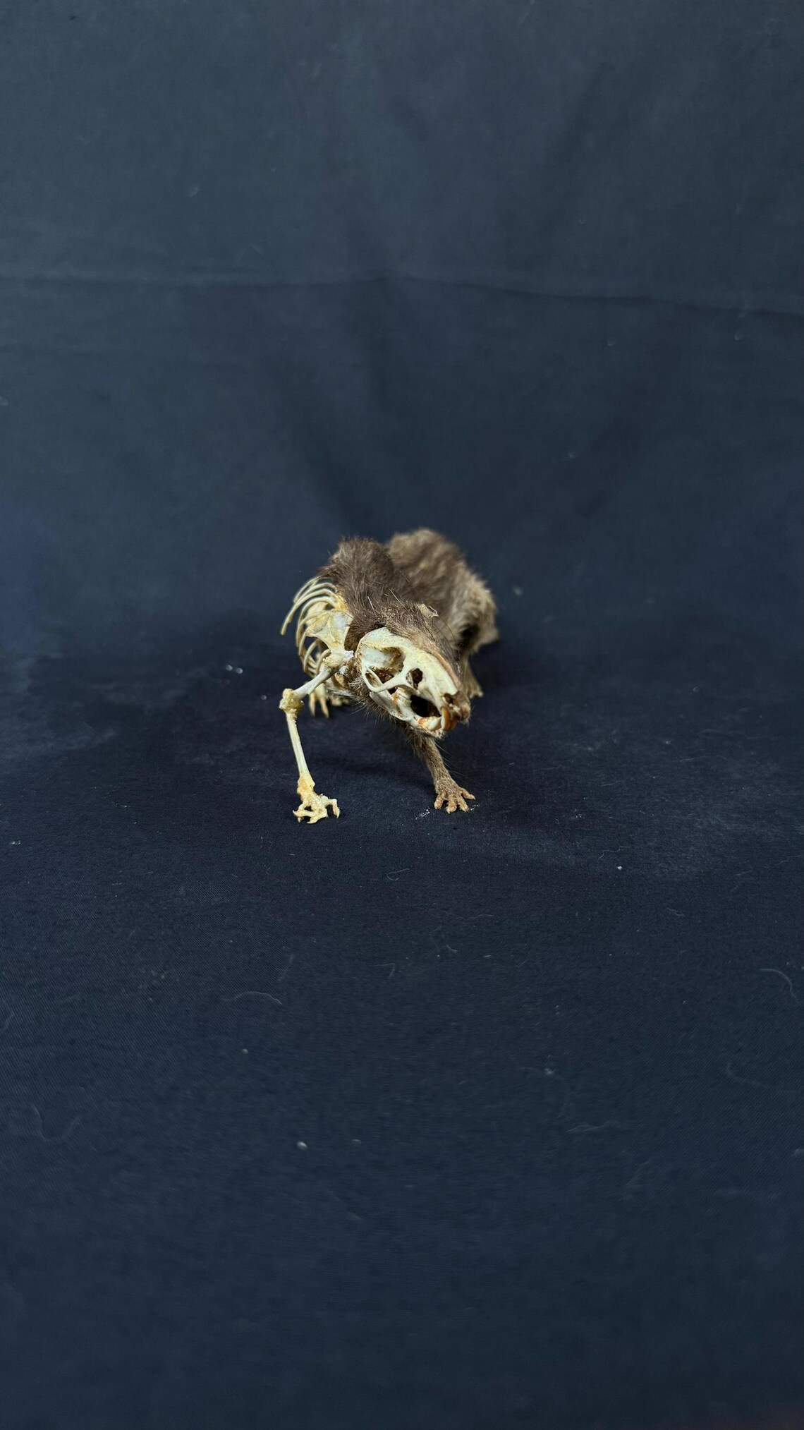 Real Taxidermy Half Rattus Argentiventer Skeleton rat - Etsy