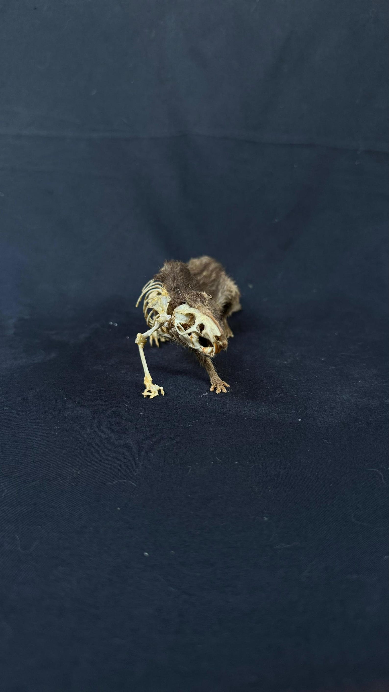 Real Taxidermy Half Rattus Argentiventer Skeleton rat - Etsy