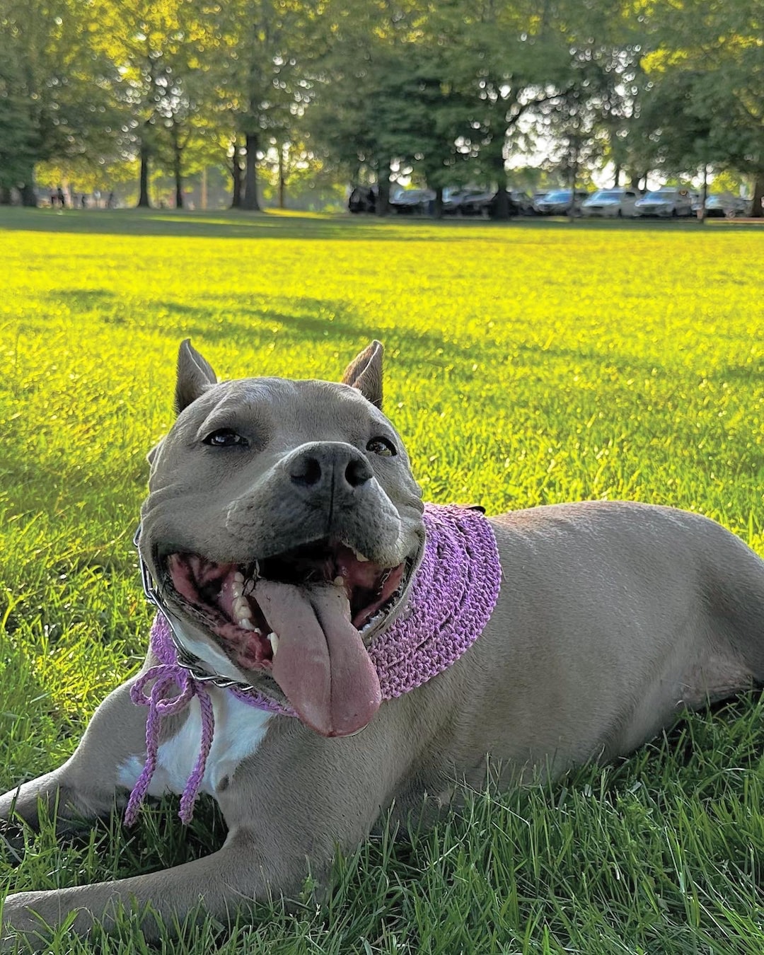 Lacey Pet Bandana | Crochet Lace Bandana | Crochet Pet Bandana ...