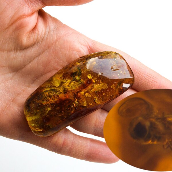 Amber With Insects - Etsy