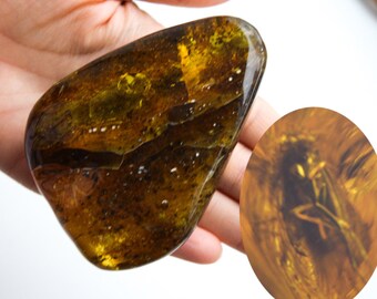 Rare Baltic Amber Stone With Insect Inclusion, Collectors Specimen ...