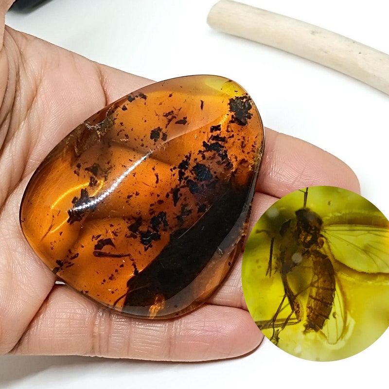 Amber With Insect - Etsy
