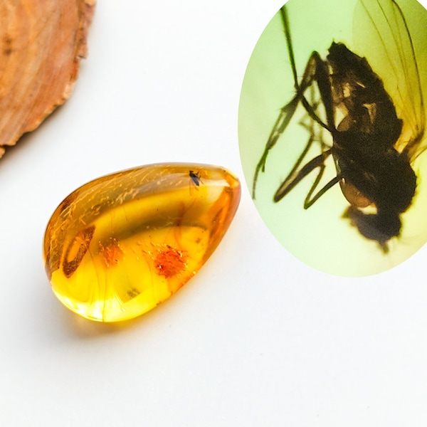 Amber Stone With Insect - Etsy