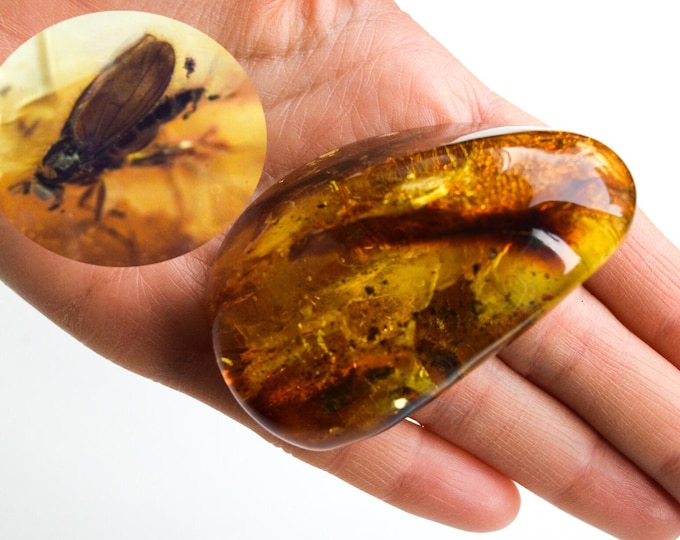 Massive Amber With Insect Inclusion,amber Piece With Insect Fossils ...