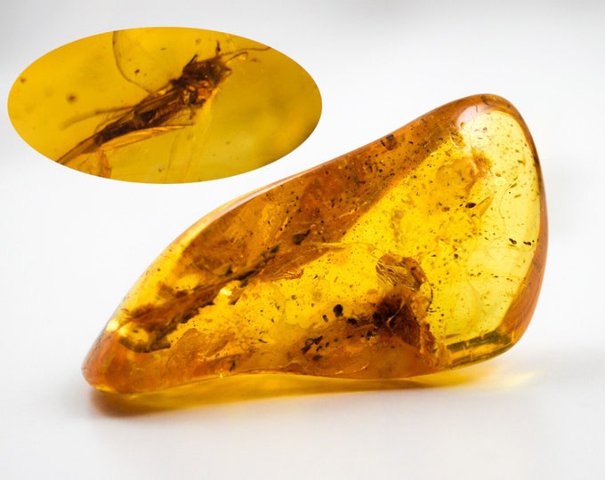 Amber With Insect Fossil Inclusion,baltic Amber With Insect Trapped for ...