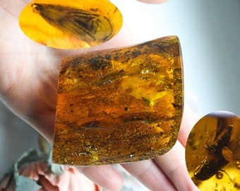Rare Baltic Amber Stone With Insect Inclusion, Collectors Specimen ...