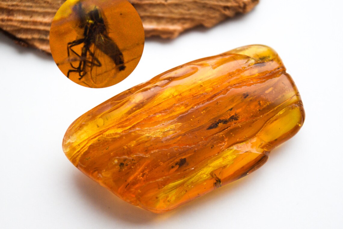 Amber Stone With Insect Inclusioncollector's - Etsy