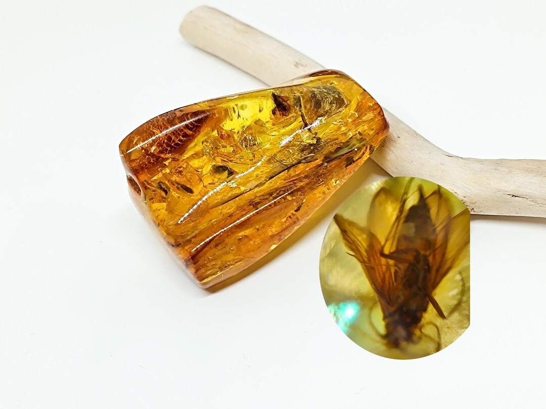 Großer Bernstein mit Insekteneinschluss, baltischer Bernstein mit ...