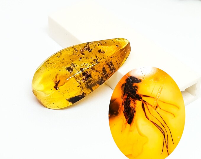 Insect in Amber, 40 Million Year Old Insect Fossil in Baltic Amber ...