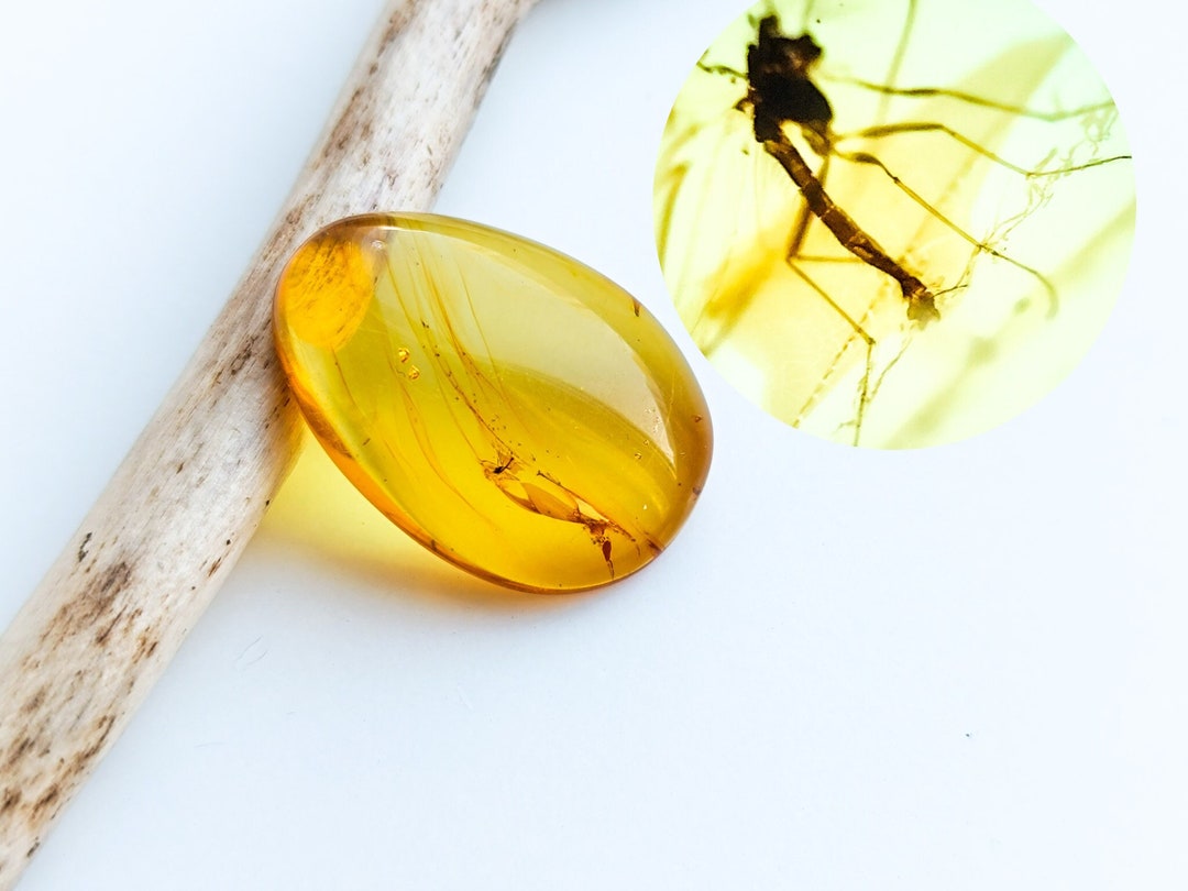 Amber Fossil Inclusion,baltic Amber With Insect Trapped for Million ...