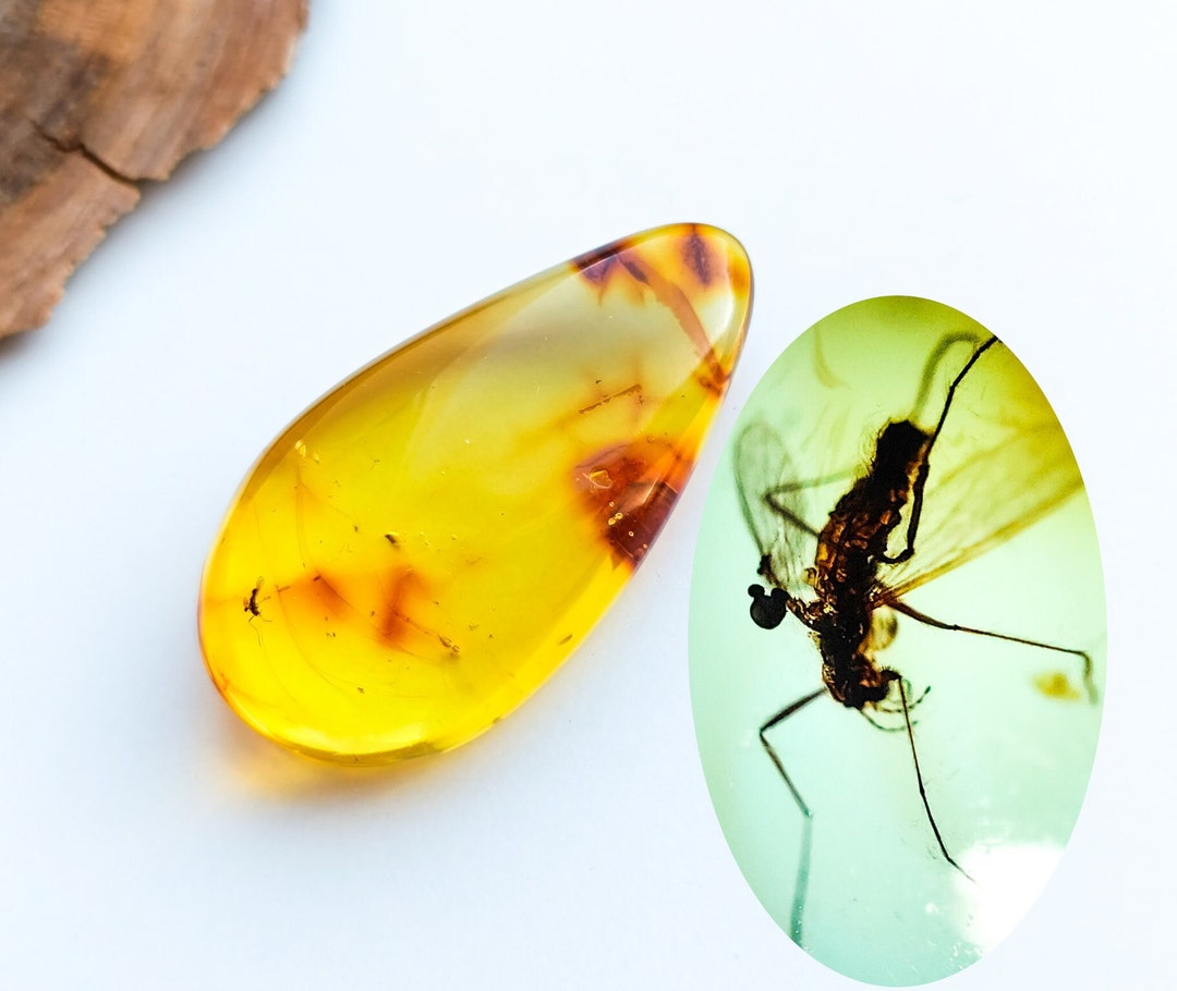 Insect in Amber, 40 Million Year Old Insect Fossil in Baltic Amber ...