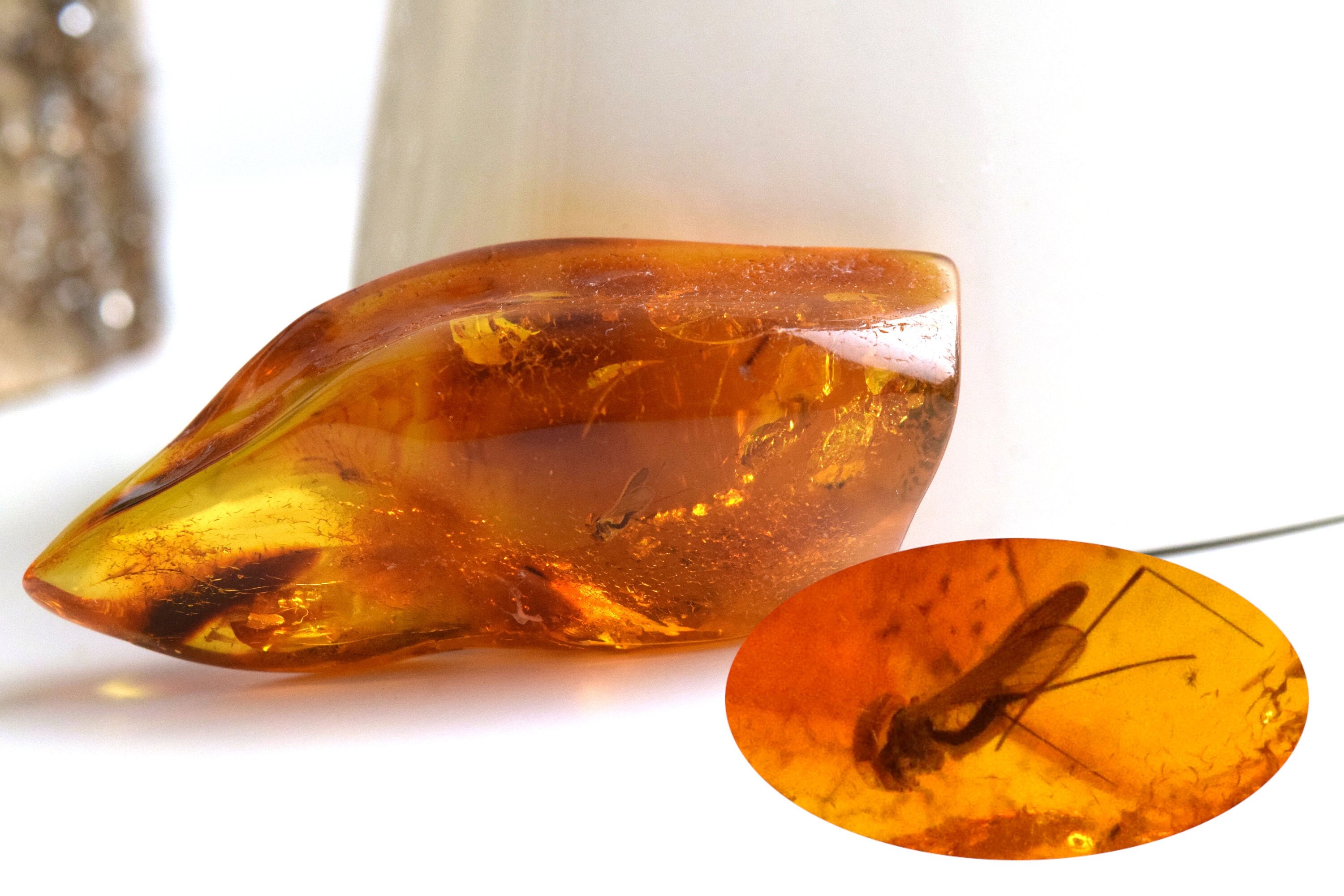 Amber Fossil InclusionBaltic Amber with Insect trapped for | Etsy