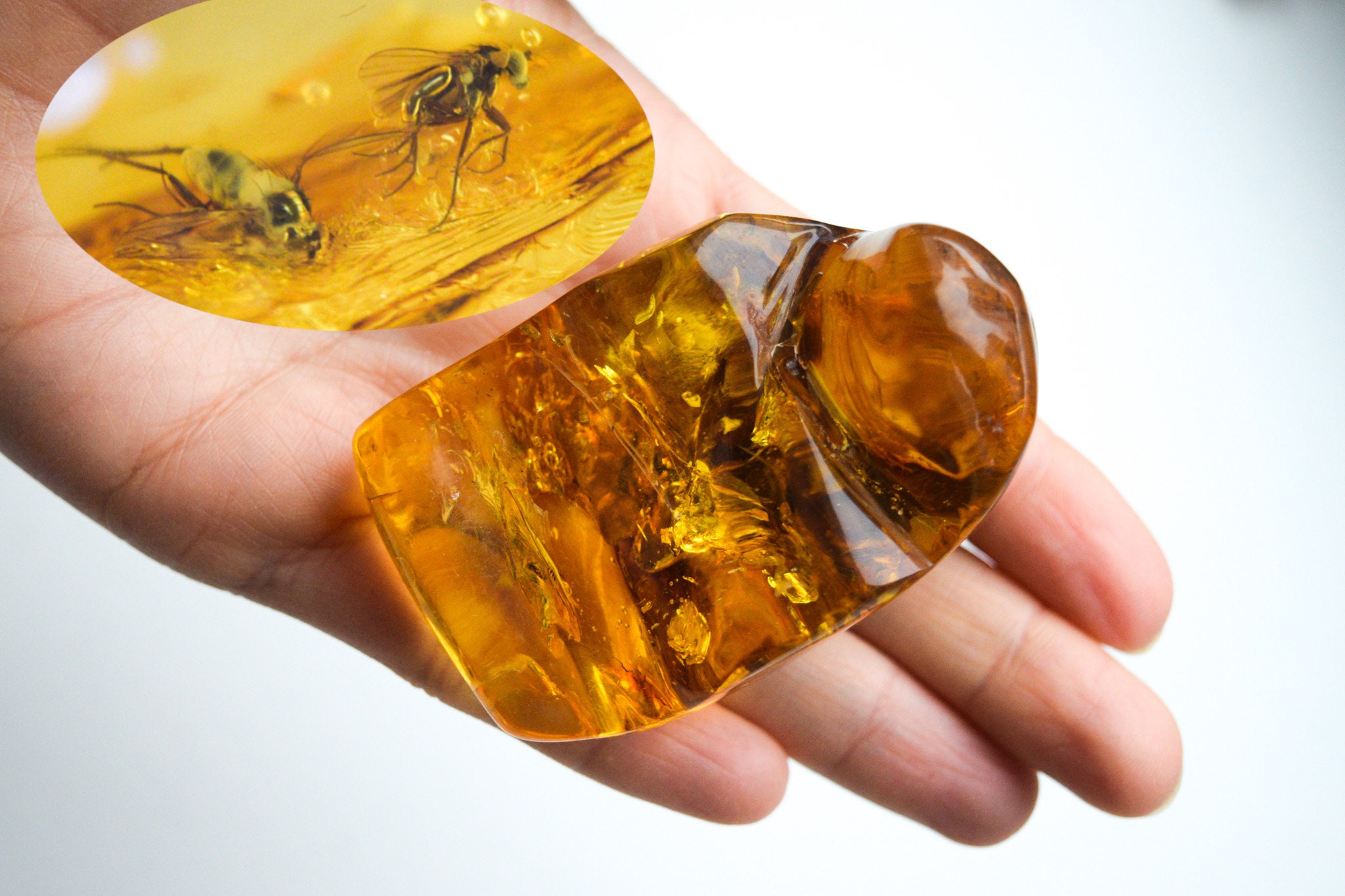 Amber Fossils