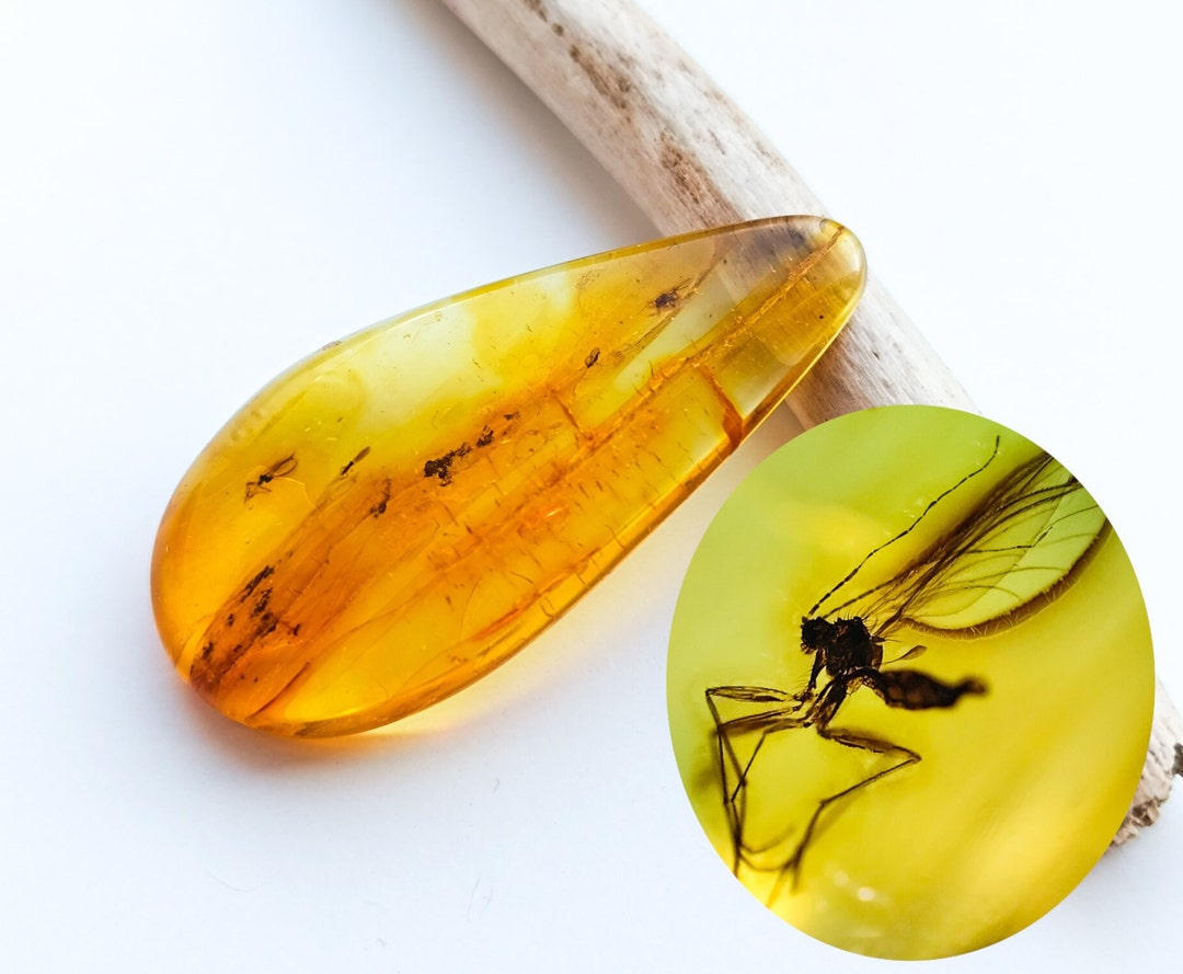 Amber Fossil Inclusion,baltic Amber With Insect Trapped for Million ...