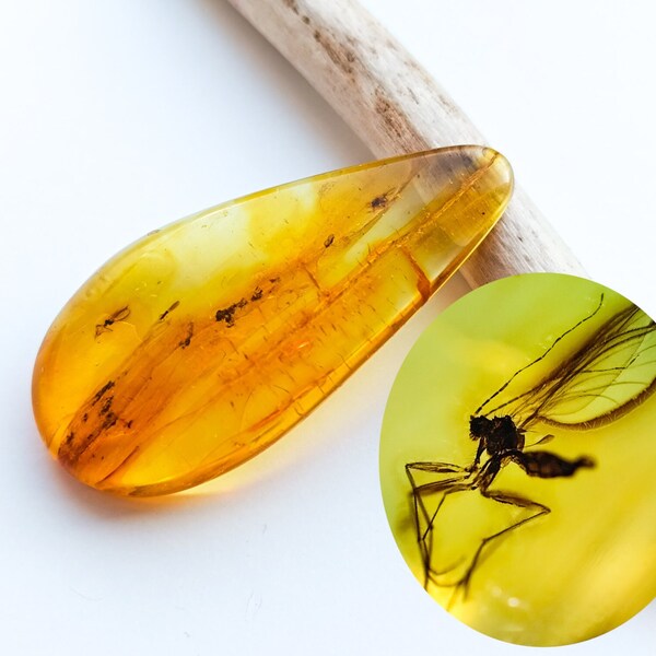 Amber Stone With Insect - Etsy