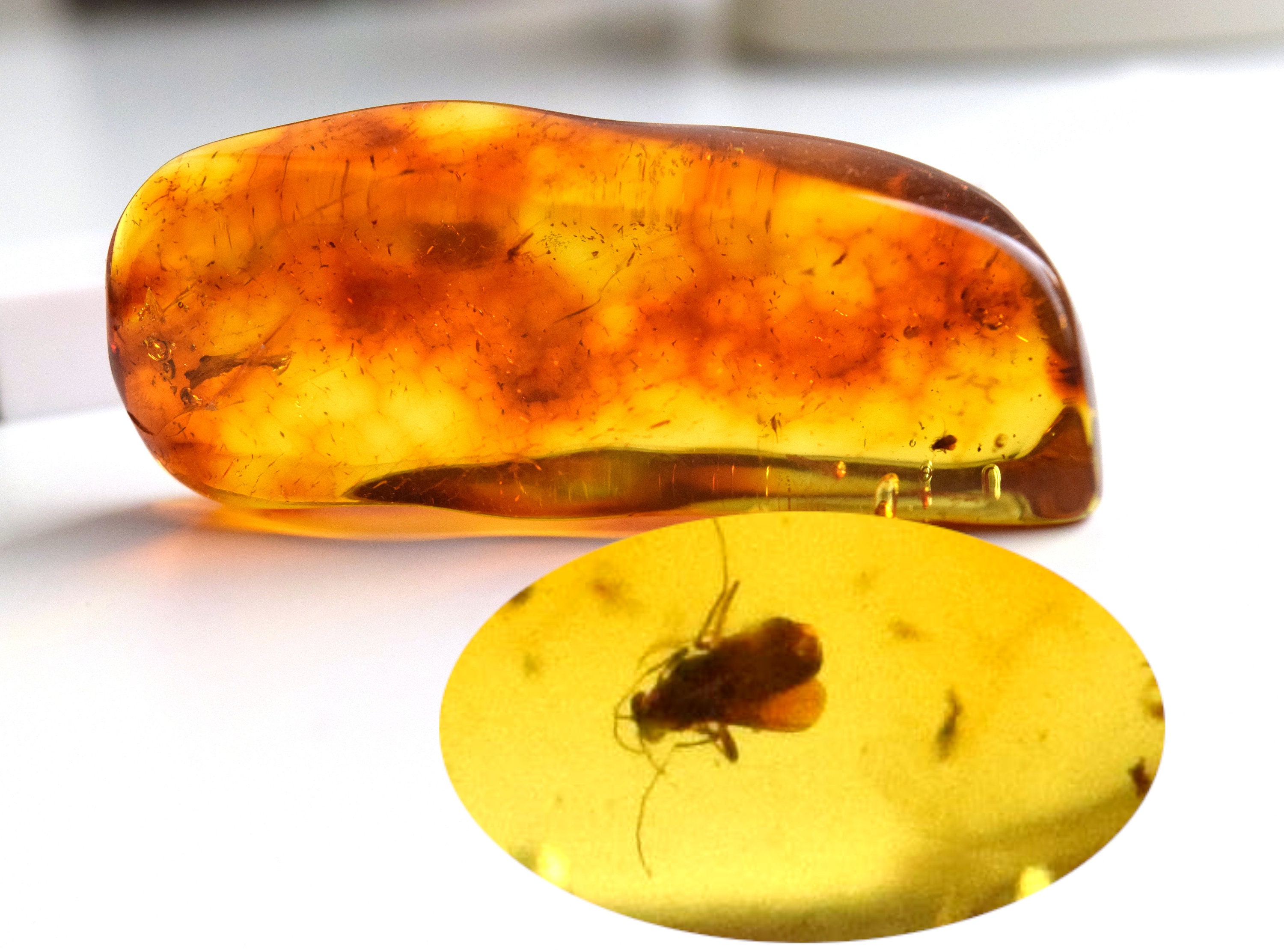 Großer Bernstein mit Insekteneinschluss baltischer Bernstein | Etsy